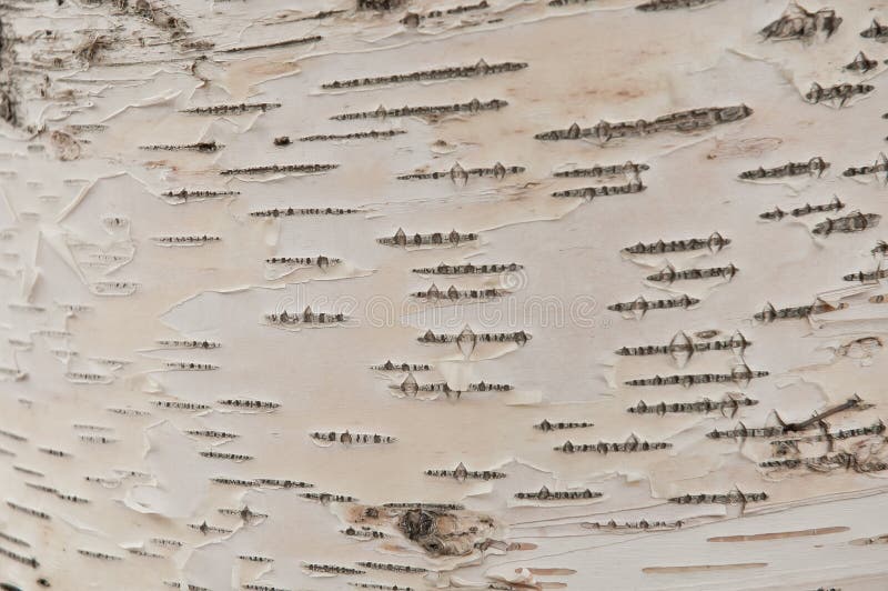 Birch bark stock photo. Image of abstract, birch, bark - 16568968
