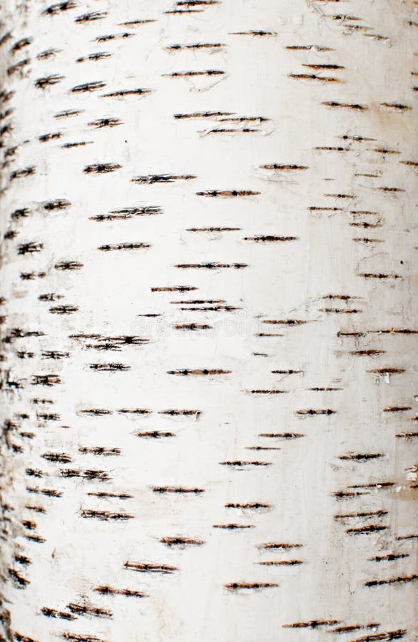 Swirl design stock vector. Illustration of decorative - 26645544