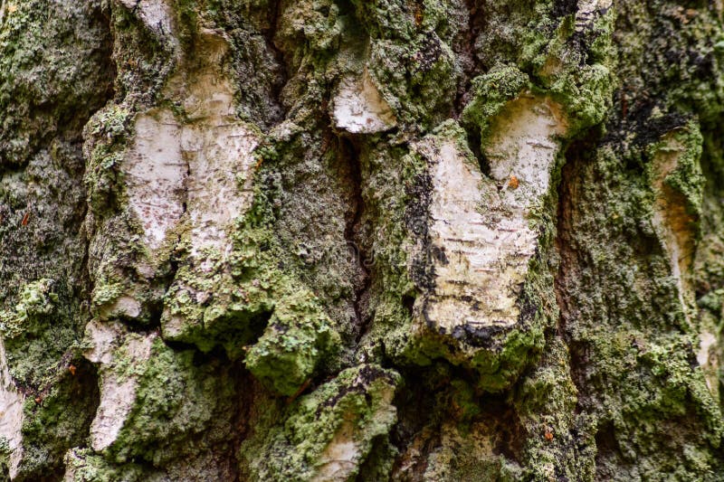 Birch bark stock image. Image of colors, bark, perfect - 293925395