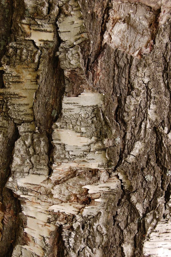 Birch bark stock photo. Image of bark, textured, space - 6582354