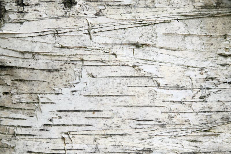 Birch bark background stock photo. Image of wood, tree - 5894780