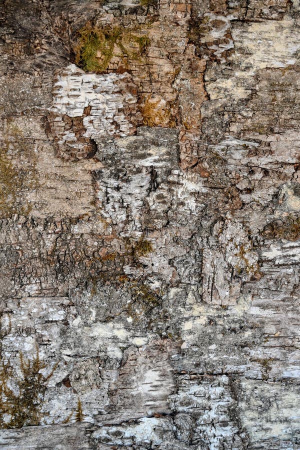 Birch Bark for Background, Birchbark, Details of Birchbark Stock Image ...