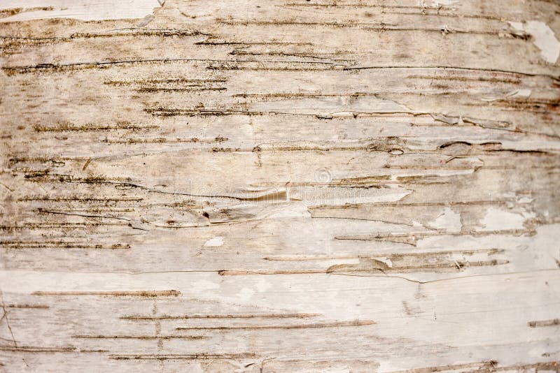White Birch Bark, Close Up Background Texture Stock Photo - Image of wallpaper, macro: 53969506