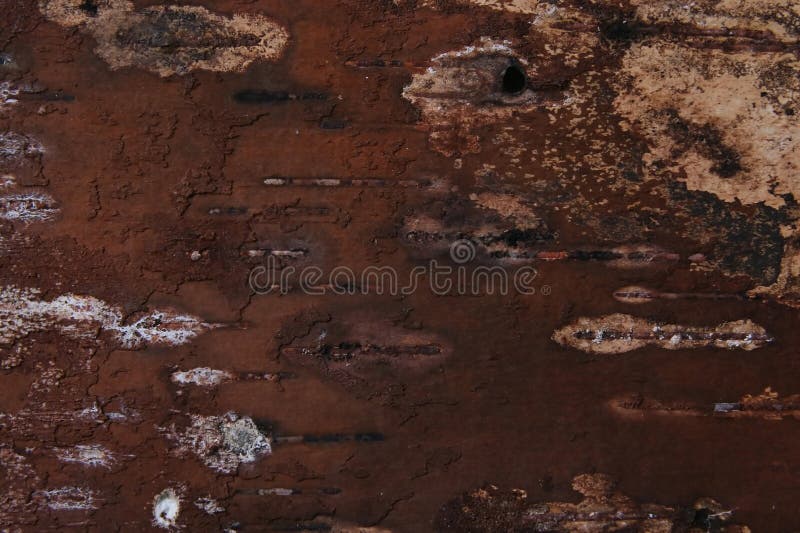Birch Bark Background. the Inner Side of the Birch Bark. Stock Photo ...