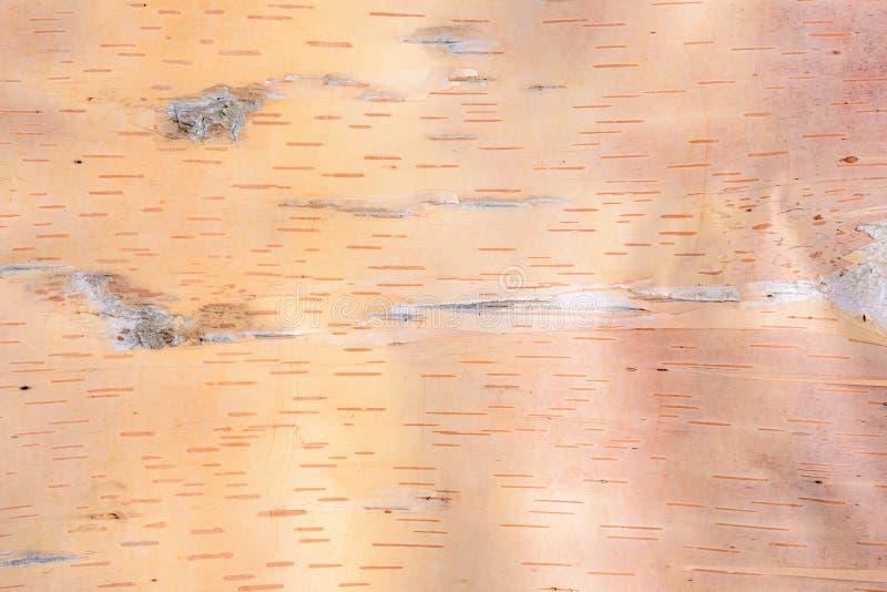 Birch Bark Background stock photo. Image of brown, outdoor - 237674136