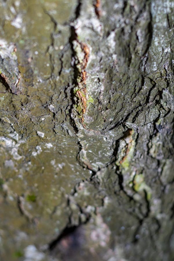 Birch Bark Background in Soft Focus at High Magnification. Stock Image ...