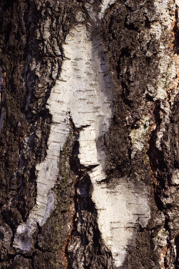 Birch Bark, Background. White Gray Wood Texture Stock Image - Image of ...