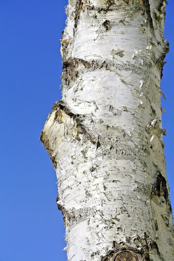 White Birch Tree stock photo. Image of nature, leaves - 2441386