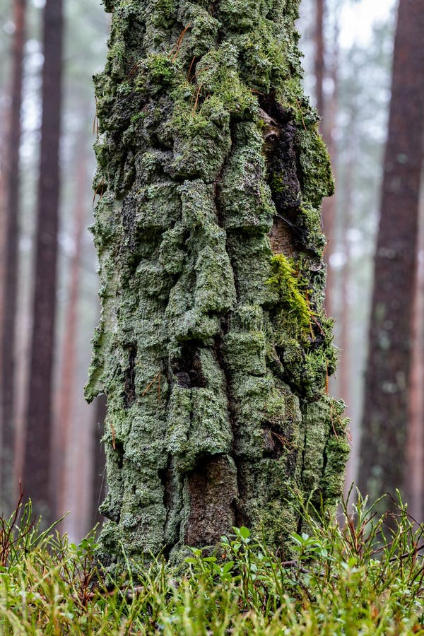 Birch Bark at the Bottom of the Tree Trunk. Raw Trunk of a Deciduous ...