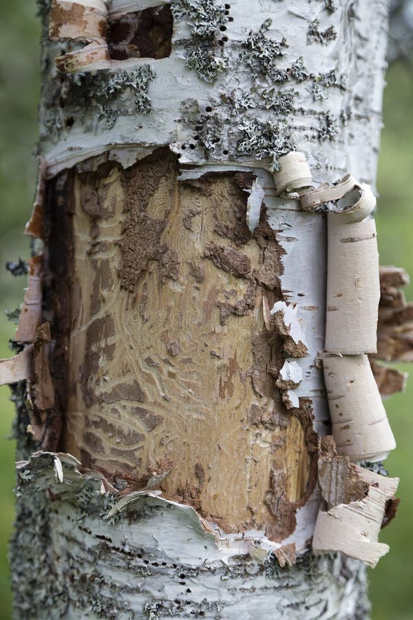 Birch bark stock photo. Image of birch, outdoors, nature - 57911330