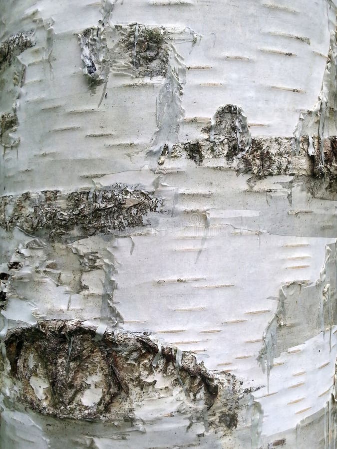 Birch bark stock photo. Image of white, material, bark - 79445748