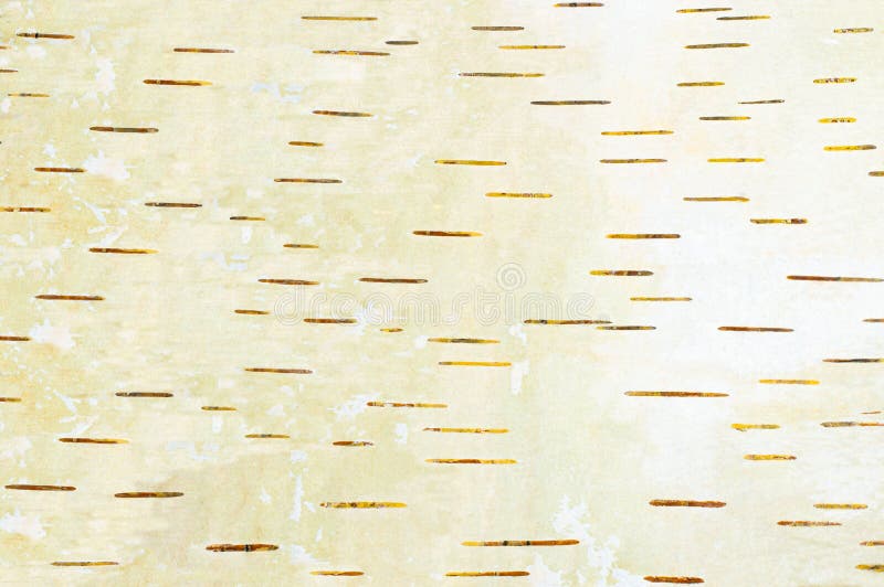 Birch bark texture stock photo. Image of abstract, damage - 216036622