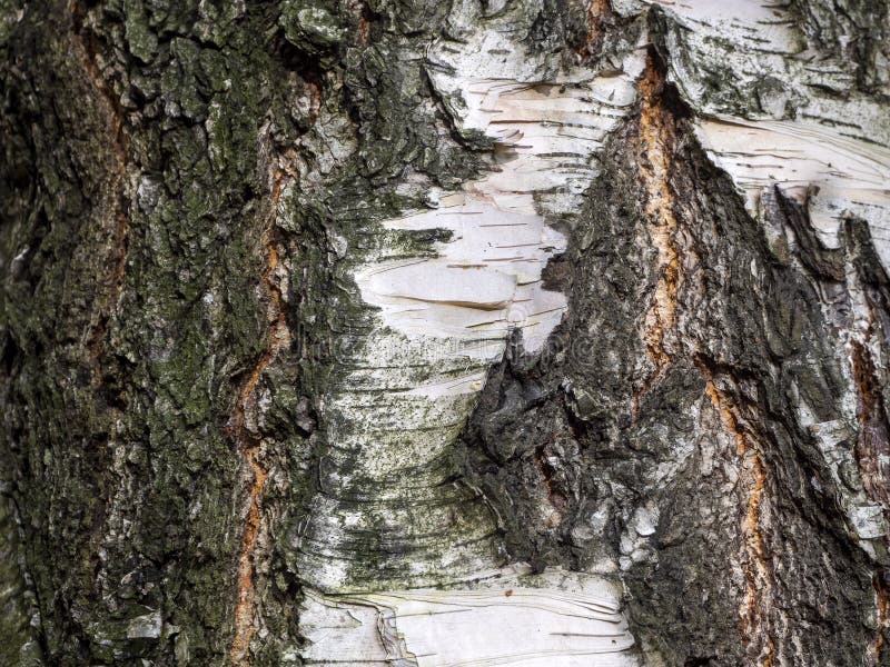 8K Bark Roughness Texture, Height Map or Specular for Imperfection Map ...