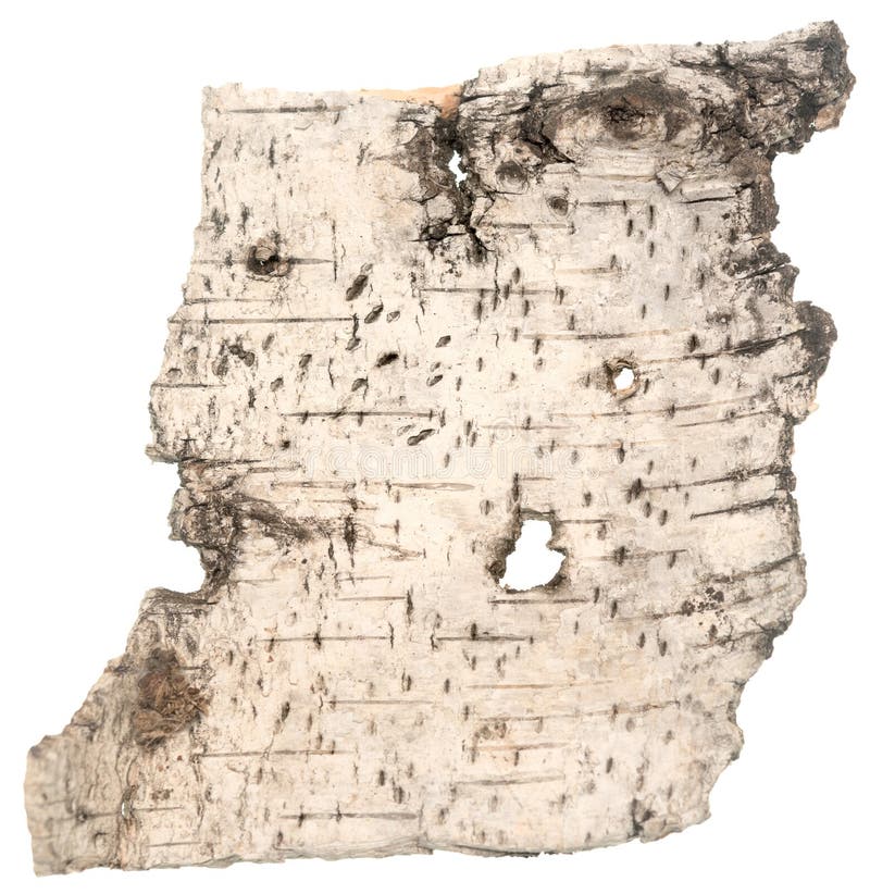 Birch bark stock photo. Image of rough, ecological, flat - 198333108