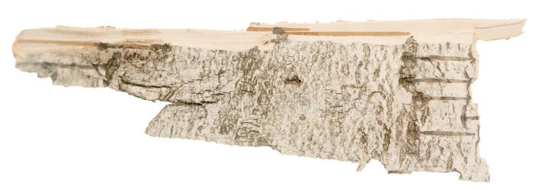 163 Birch Bark Scroll Stock Photos - Free & Royalty-Free Stock Photos ...