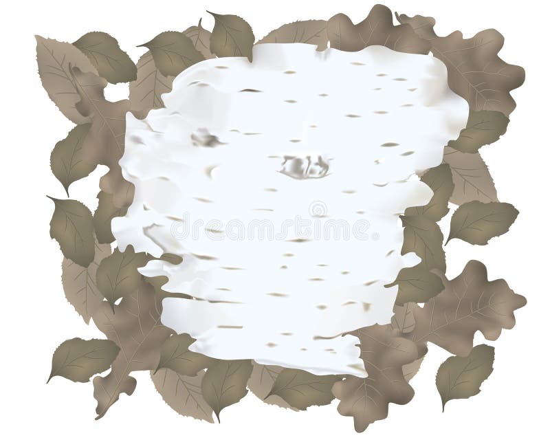 Piece of birch bark stock vector. Illustration of decoration - 36242412