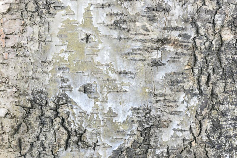 Birch Bark Natural Background Stock Photo - Image of plant, abstract ...