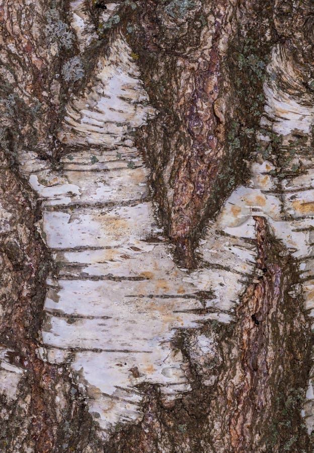 Birch Bark, Old Bark, Bark Long Stock Photo - Image of closeup, betula ... Birch Bark, Old Bark, Bark Long Stock Photo - Image of closeup, betula ...
