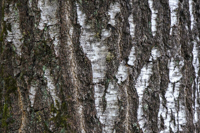 Birch Bark of an Old Birch Close-up. Birch Bark Pattern with Black ...