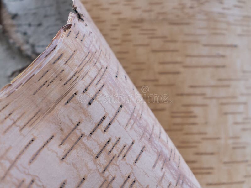 Birch Bark Peeling stock photo. Image of grain, york - 101399648