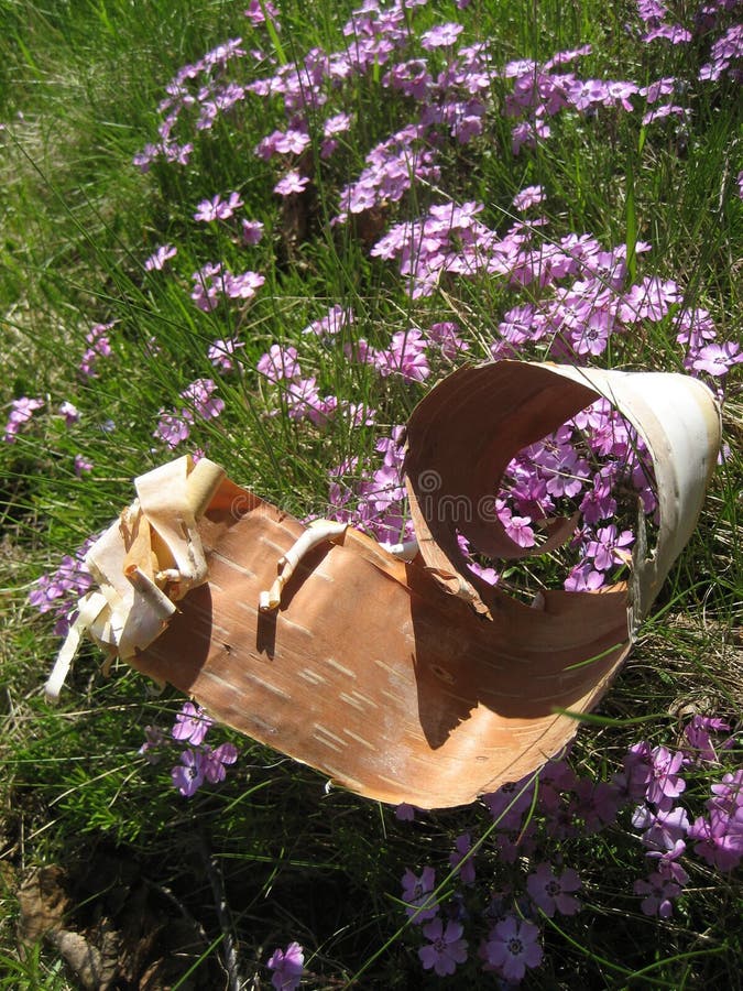 Birch bark scroll stock image. Image of green, flowers - 21266223