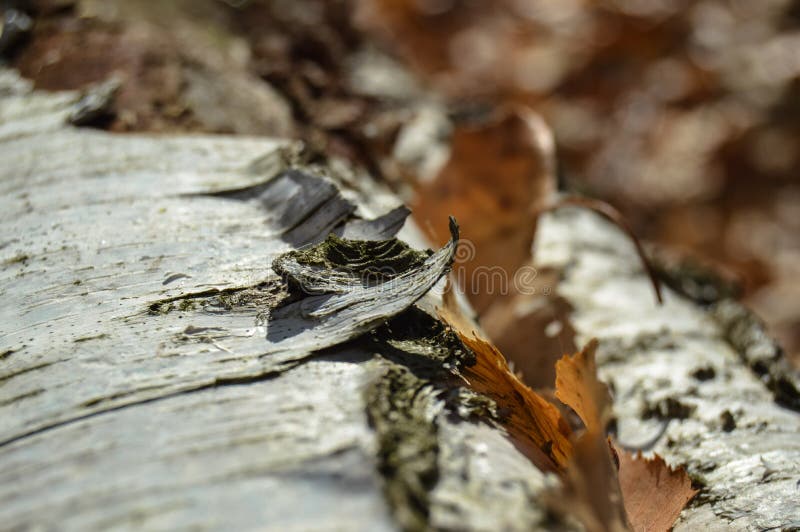 Birch bark. stock photo. Image of plant, side, papery - 61402830
