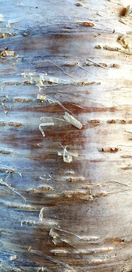 Birch bark smooth stock image. Image of wallpaper, birch - 142807899