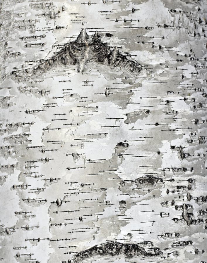 Birch bark surface texture stock photo. Image of ecology - 27329640
