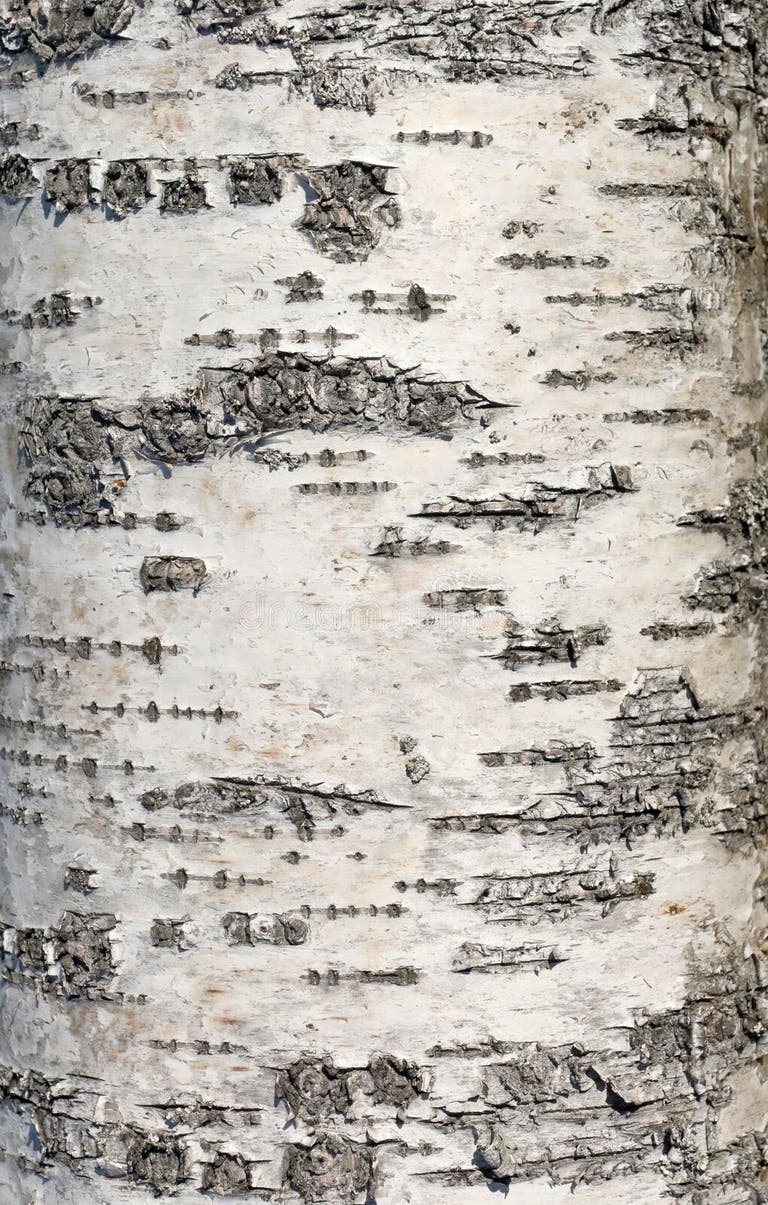 23,309 Birch Bark Texture Stock Photos - Free & Royalty-Free Stock Photos from Dreamstime