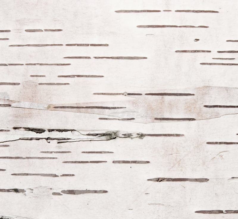 Birch bark texture stock image. Image of peel, backdrop - 2188057
