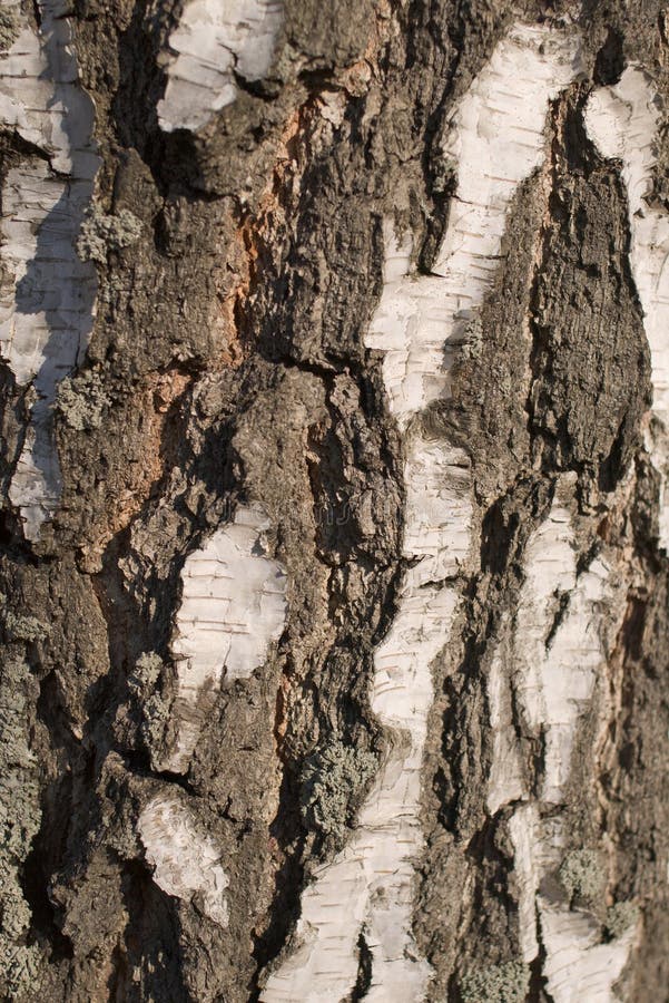 14,099 Birch Bark Texture Photos - Free & Royalty-Free Stock Photos ...
