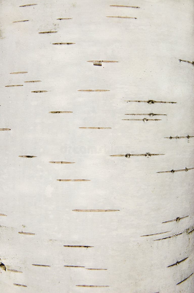 21,852 Birch Bark Texture Stock Photos - Free & Royalty-Free Stock ...