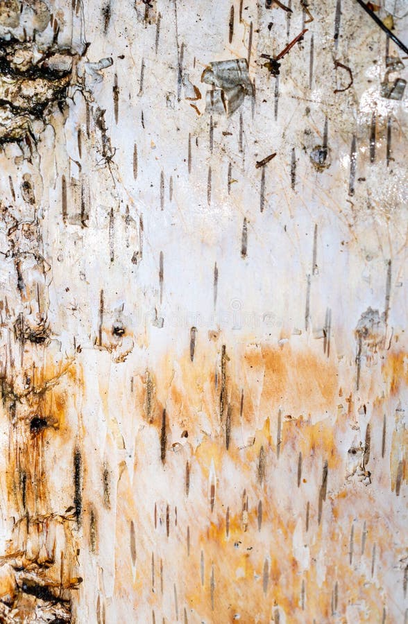Birch Bark Texture or Background Stock Photo - Image of bark, design ...