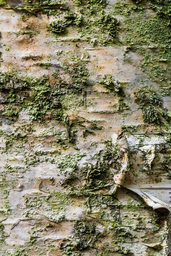Birch Bark Texture or Background Stock Image - Image of bark, grunge ...