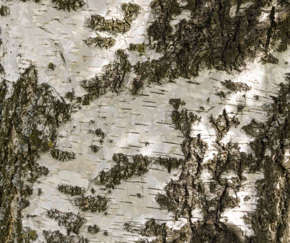 The Birch Bark Texture or Background. Macro Shot is Made by Means of Stacking Technology Trunk ...