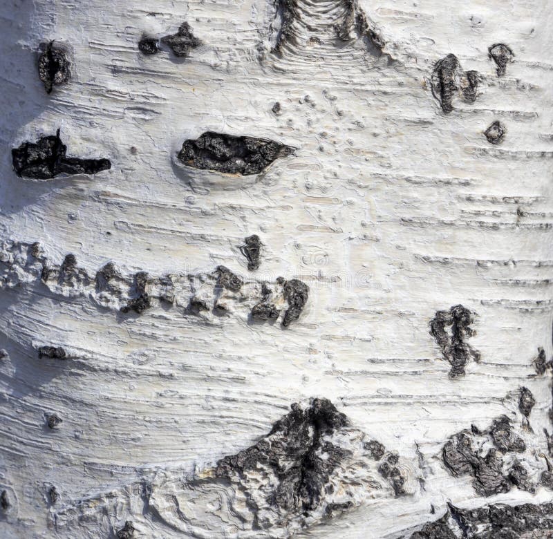 2,217 Birch Bark Paper Nature Background Stock Photos - Free & Royalty ...