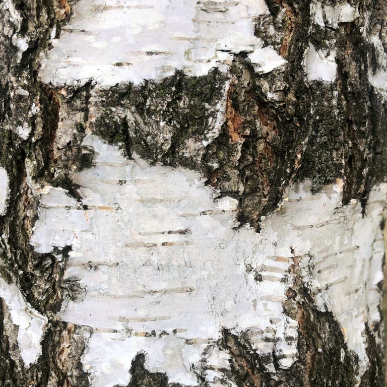 2,197 Birch Bark Paper Nature Background Stock Photos - Free & Royalty ...