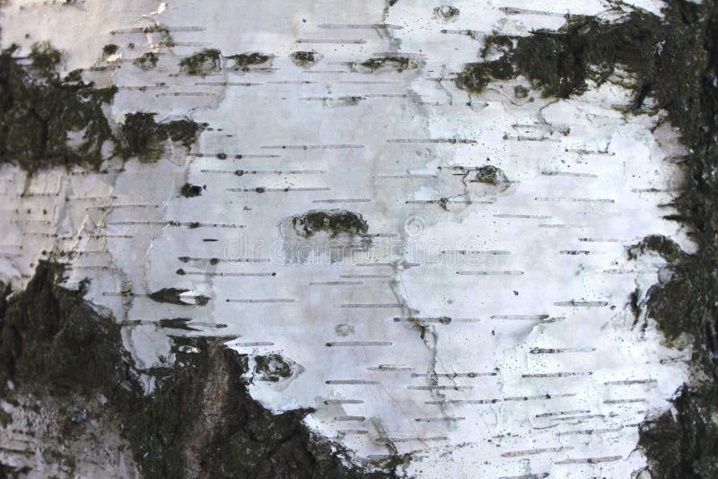 Birch Bark Texture Background Paper Close Up Stock Photo - Image of ...