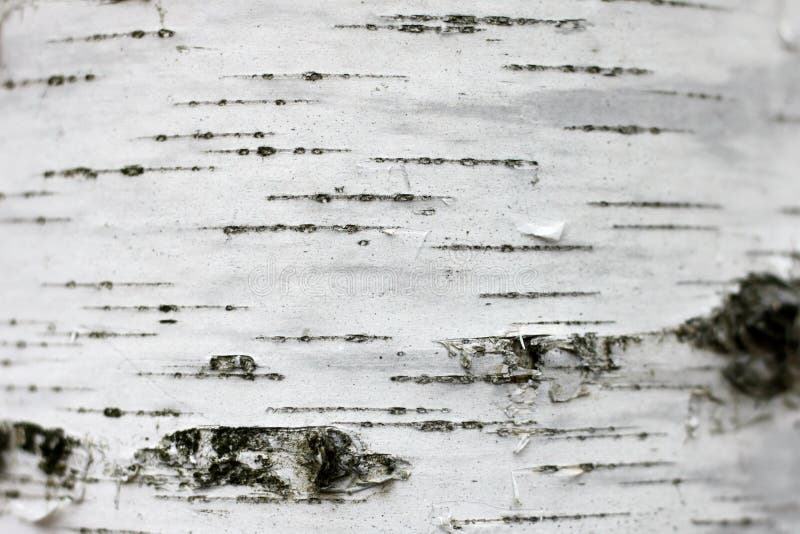 Birch Bark Texture Background Paper Close Up Stock Photo - Image of ...