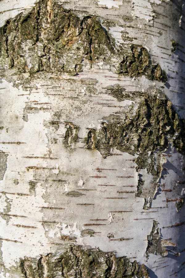 Birch Bark Texture Background Stock Image - Image of trunk, forest ...