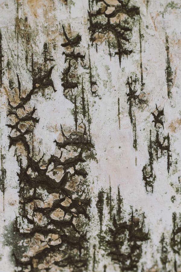Birch Bark Texture Background Paper Stock Photo - Image of backdrop ...