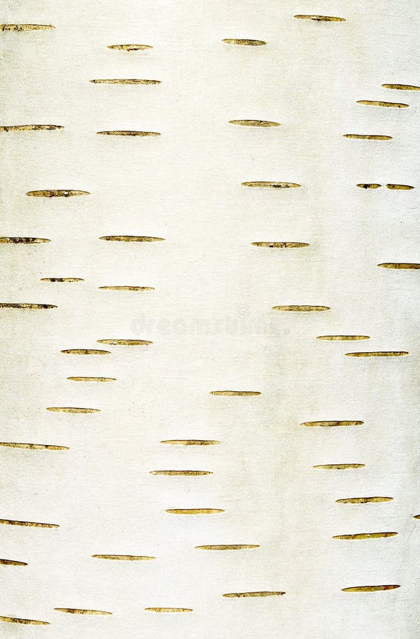 Birch Bark Texture Background. Stock Photo - Image of fragment, texture ...