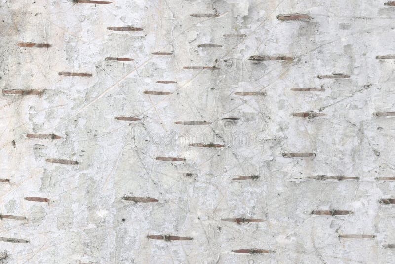Birch Bark Texture with Beautiful Birch Bark Pattern for Beautiful Natural Birch Bark Wallpaper ...