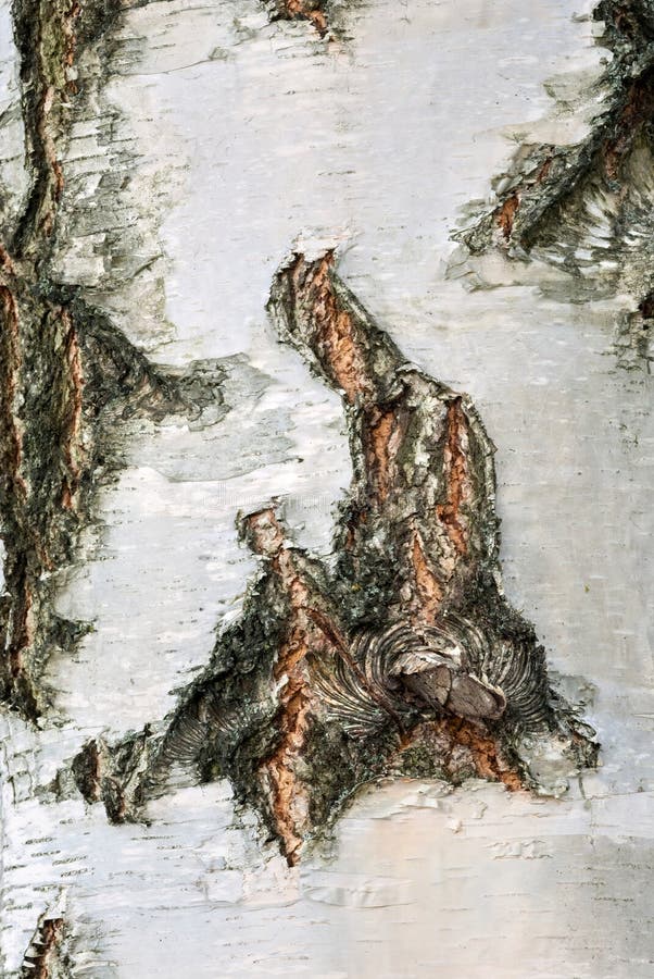 Birch Bark Texture, Tree Trunk with Abstract Pattern Resembling a Human ...