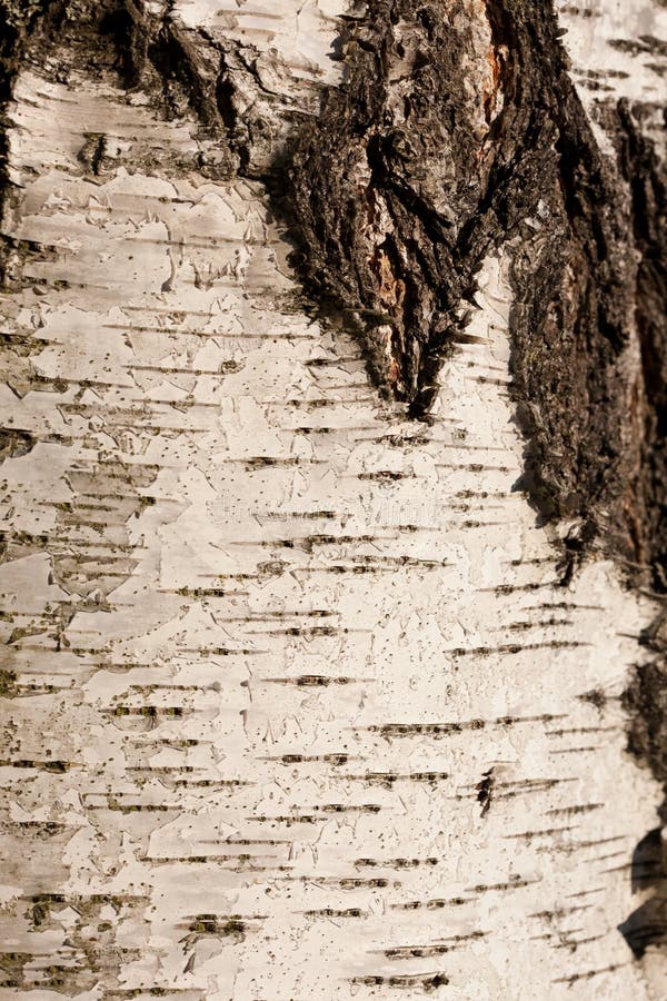 Birch bark texture stock image. Image of timber, tree - 64497855