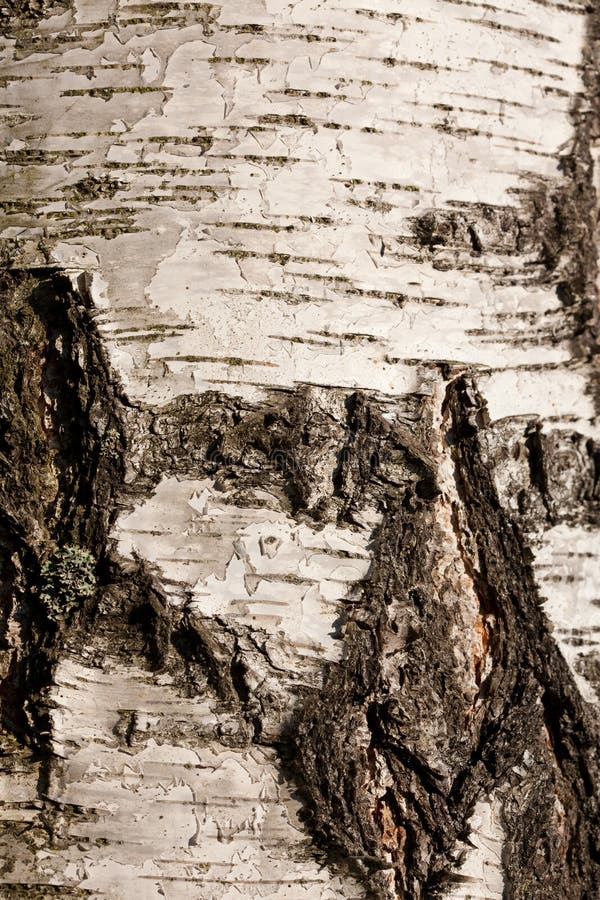 Birch bark texture stock image. Image of bark, texture - 64497859
