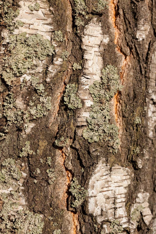 Birch bark texture stock image. Image of backdrop, natural - 64497919