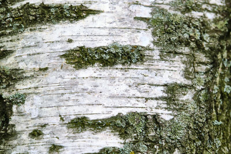 Birch Bark Texture General Plan Color Nature Stock Image - Image of ...
