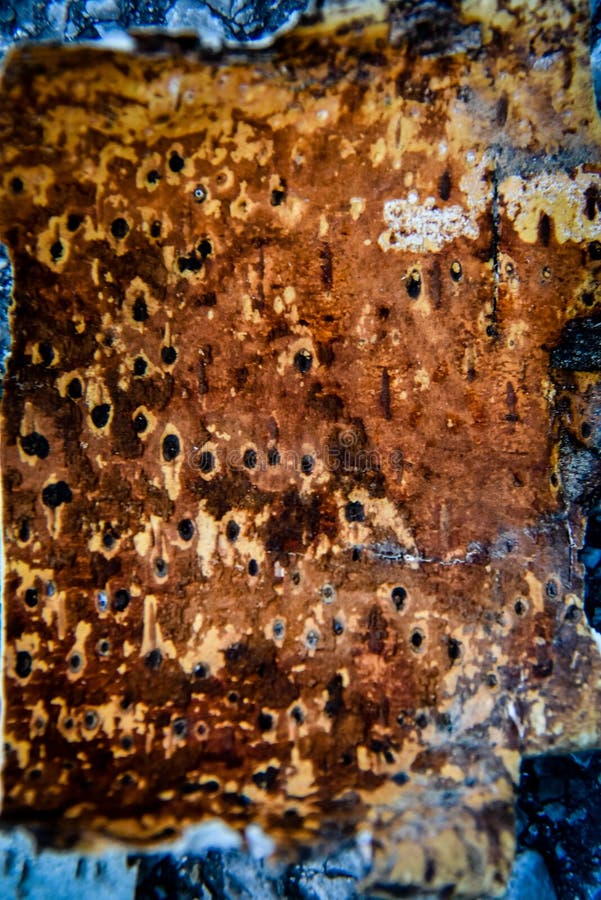 Birch Bark Texture stock photo. Image of texture, wood - 81251992