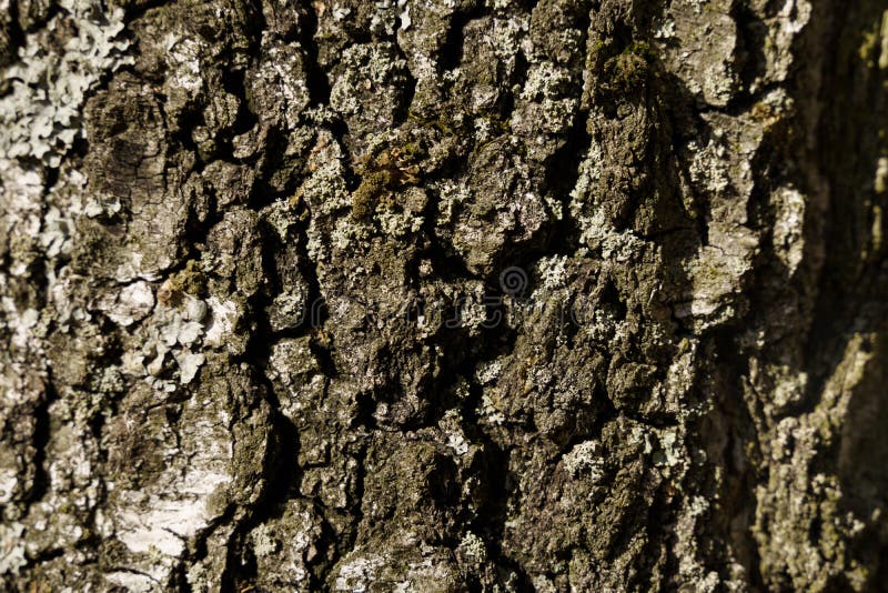 Birch Bark Texture. Macro Shot, Side View Stock Photo - Image of ...